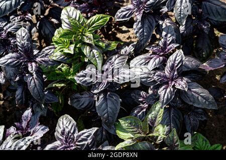 Many leaves of ripe purple basil close-up in summer garden Stock Photo ...