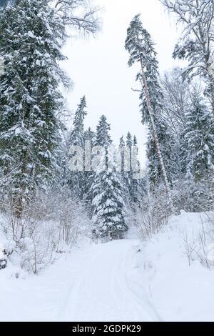 Winter woods, snowy mood. Cloudy day Stock Photo - Alamy