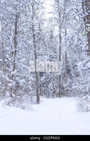 Winter woods, snowy mood. Cloudy day Stock Photo - Alamy