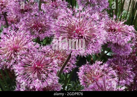 Allium jesdianum 'Early Emperor' flowers Stock Photo - Alamy