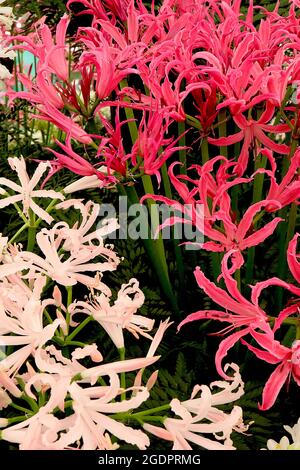Amarine anastasia. Amarine belladiva Anastasia flowers at RHS Wisley ...