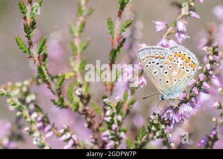 Common blue butterfly on southampton common Stock Photo - Alamy