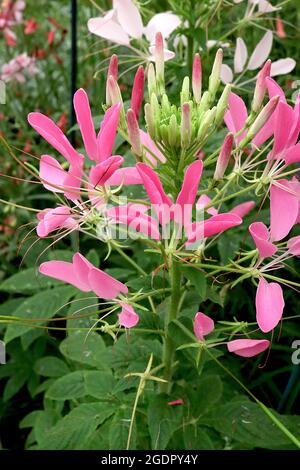 Cleome `Spider Flower` Rose Queen Stock Photo - Alamy