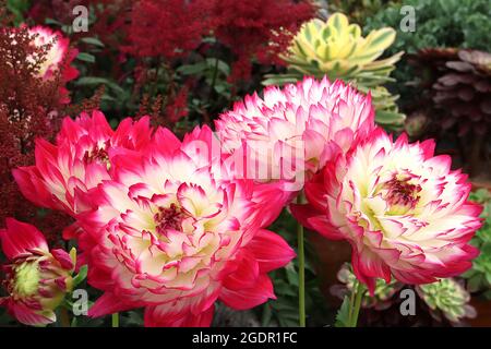 Dahlia Labella ‘Maggiore Rose’ Stock Photo - Alamy