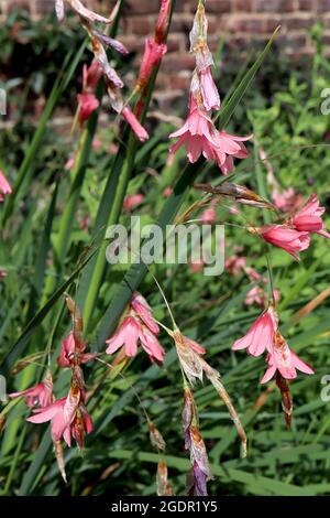 The flowers of an angel's fishing rod (Dierama pulcherrimum Stock Photo ...