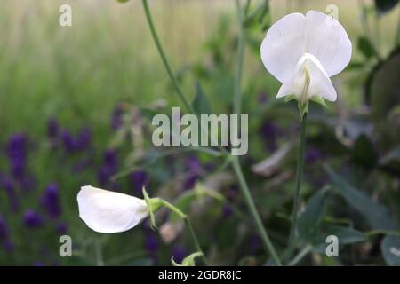 Lathyrus odoratus ‘Pulsar’ sweet pea Pulsar – white pea-like flowers ...