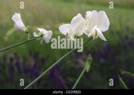 Lathyrus odoratus ‘Pulsar’ sweet pea Pulsar – white pea-like flowers ...