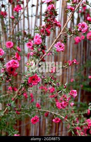 Tea tree flowers (Leptospermum scoparium 'Crimson Glory' Stock Photo ...