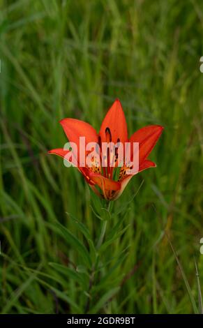 Wood Lily or Prairie Lily Stock Photo - Alamy