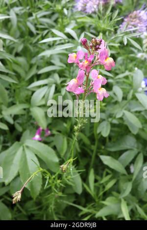 Linaria maroccana "Fairy Bouquet Stock Photo - Alamy