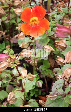 Mimulus luteus Erythranthe lutea yellow monkeyflower – yellow funnel ...