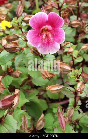 Mimulus luteus ‘Magic Mixed’ monkey flower / musk - cream funnel-shaped ...