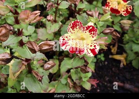 Mimulus luteus Erythranthe lutea yellow monkeyflower – yellow funnel ...