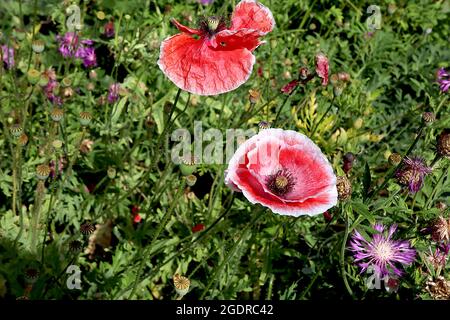 Papaver rhoeas Shirley Double Mixed corn poppy ‘Shirley Double Mixed ...