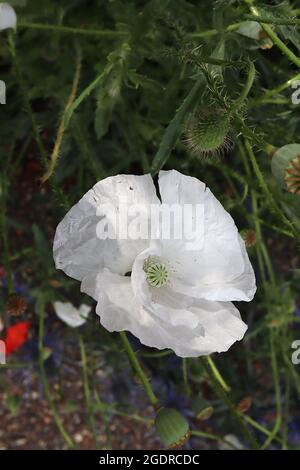 Papaver somniferum ‘Sissinghurst White’ opium poppy Sissinghurst White ...