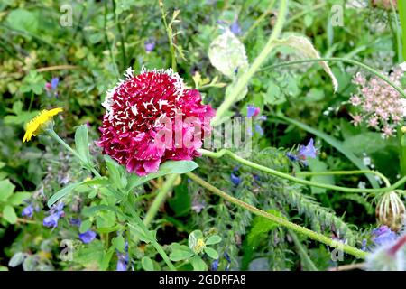 Scabiosa ‘Focal Scoop Hot Pink’ Scabious Hot Pink – large domed double ...