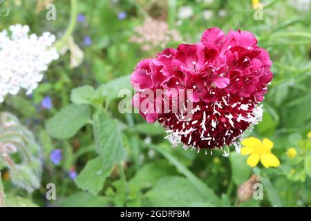 Scabiosa ‘Focal Scoop Hot Pink’ Scabious Hot Pink – large domed double ...