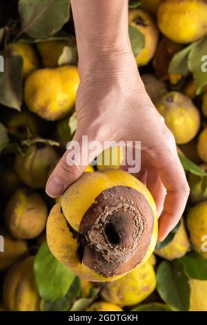 Hand of farmer with large damaged ugly yellow quince apple. Large group ...