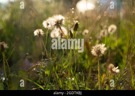 Real natural background: a field of wild flowers flooded with sunlight ...