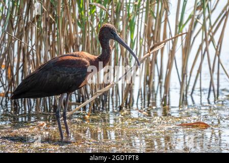 The glossy ibis, latin name Plegadis falcinellus, searching for food in ...