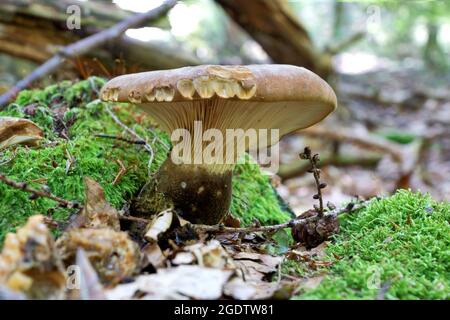 Tapinella atrotomentosa, commonly known as the velvet-footed pax Stock ...