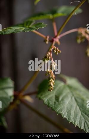 Hop vine / Hop Bine / Hop flowers growing wild amongst hedgerow plants ...
