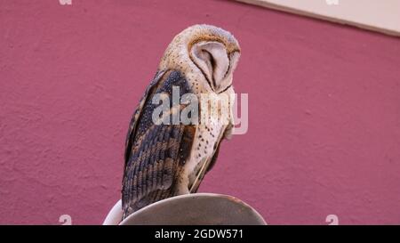 Barn owl sleeping Stock Photo - Alamy