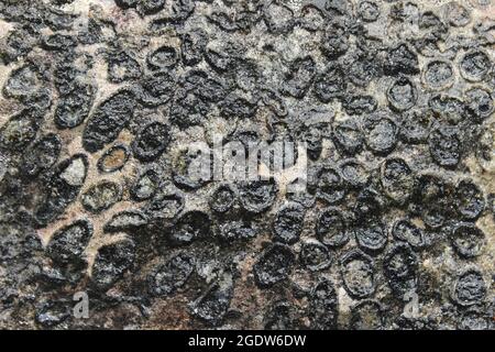 Fossilized rugose Colonial Coral Lithostrotion junceum Stock Photo - Alamy