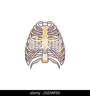 Anatomy pelvis and thorax, medical vector illustration on white ...
