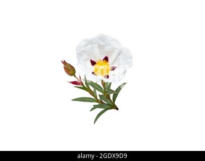 Labdanum or gum rockrose flower isolated on white. Cistus ladanifer ...