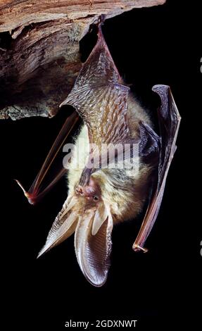 Siberian long-eared bat (Plecotus ognevi), Western Siberia, Russia ...