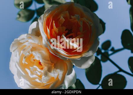 A low angle of the blossomed white roses under the blue sky in the ...