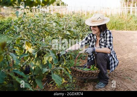 Hispanic woman farmer harvesting garden rocket on plantation Stock ...
