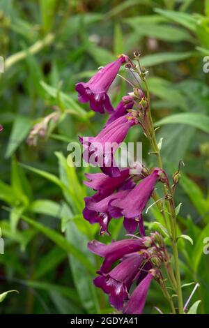 Penstemon raven,purple flowers,flower,flowering, red flowers ...
