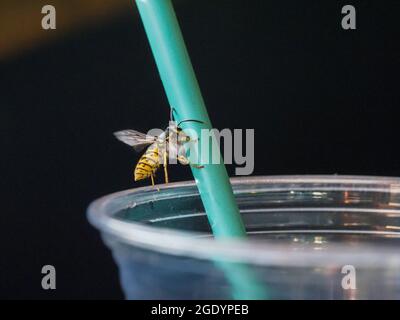 Wasp on plastic drinking cup Stock Photo - Alamy