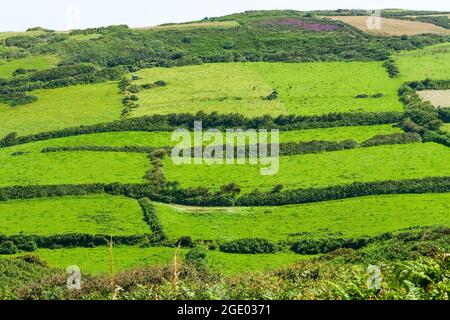 Bocage, typical Normandy countryscape, La Hague, Manche department ...