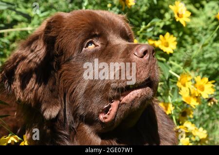 Big brown Newfoundland dog surrounded by blooming flowers in a garden ...