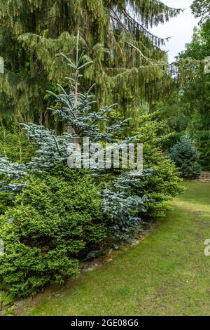 A conifer bed edging a lawn Stock Photo - Alamy