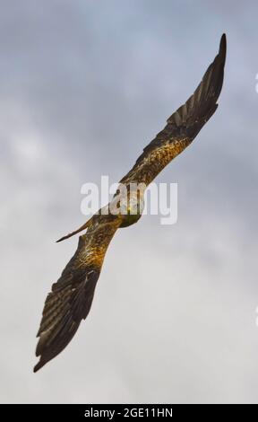 A red kite (Milvus milvus) banking in flight against a bright white sky ...