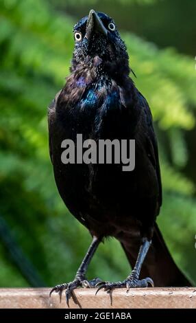 Molting Grackle comes to the backyard deck Stock Photo - Alamy