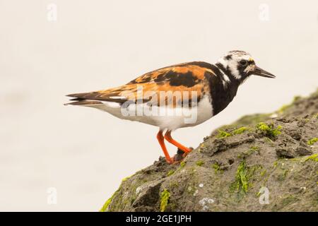 Ruddy Turnstone (Arenaria interpres), Point St. George Heritage Area ...
