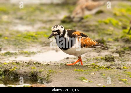 Ruddy Turnstone (Arenaria interpres), Point St. George Heritage Area ...