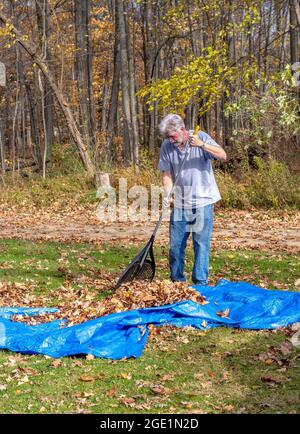 A home gardener rakes autumn fallen leaves on a hump in the garden ...
