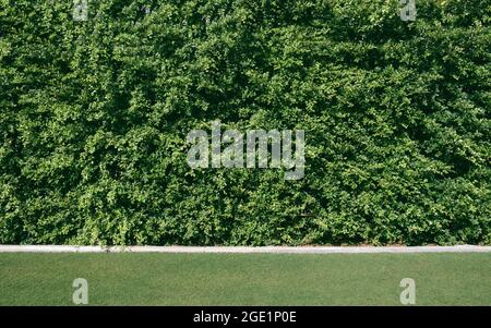 a green bush wall wiith green lawn background wallpaper Stock Photo - Alamy