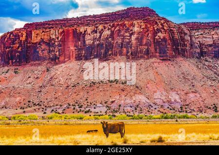 Cow and mountains, Canyonlands National Park, Needles District, Utah ...