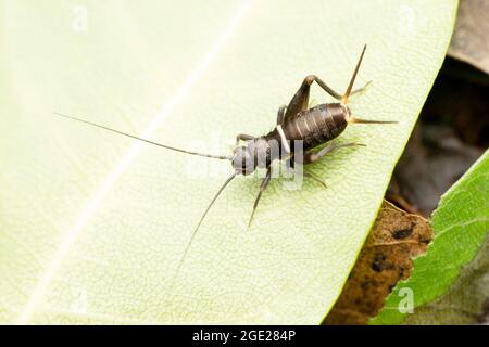 Cricket, Teleogryllus emma, Satara, Maharashtra, India Stock Photo - Alamy