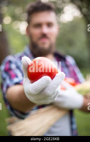 A hand holds a red tomato picked from the garden. Green plants surround ...