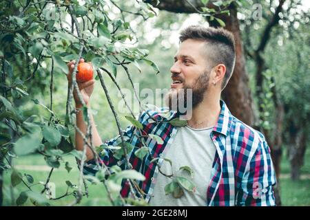 Choosing the best apples. Happy young man stretching out hand to apple ...