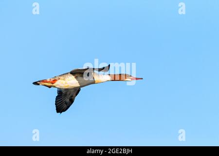 goosander (Mergus merganser), female in water, Germany, Mecklenburg ...