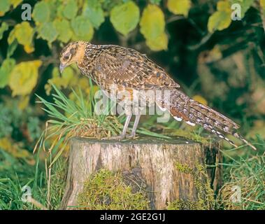 Reeve's Pheasant (syrmaticus reevesii) female Stock Photo - Alamy